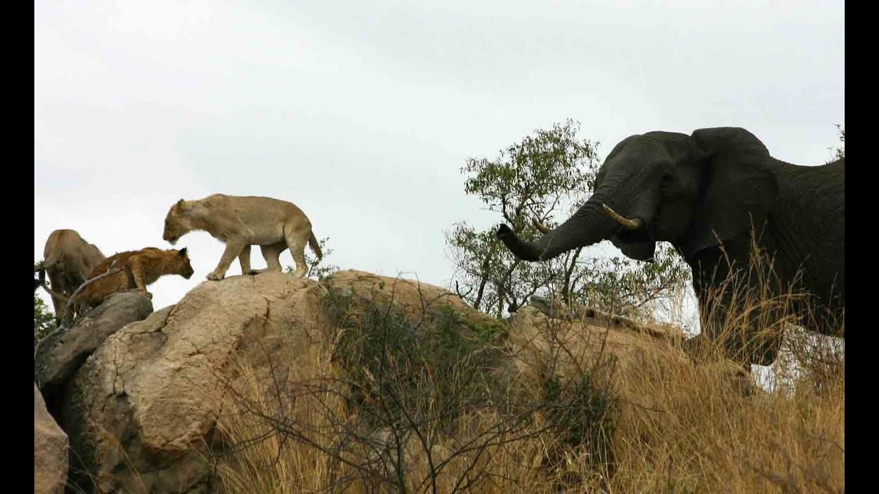 Elephant And Lion Interaction